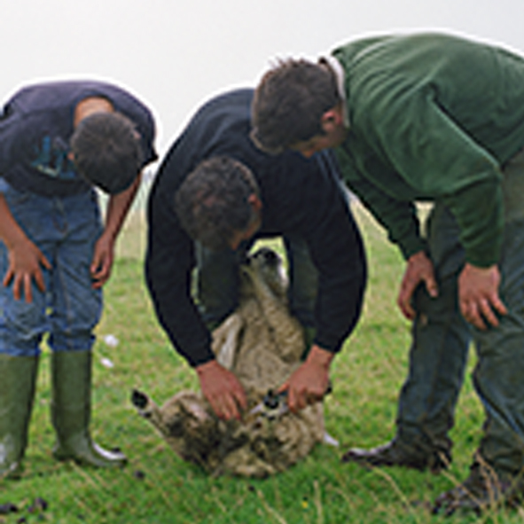 Steve’s Story- Livestock farming through the generations | Stories from ...
